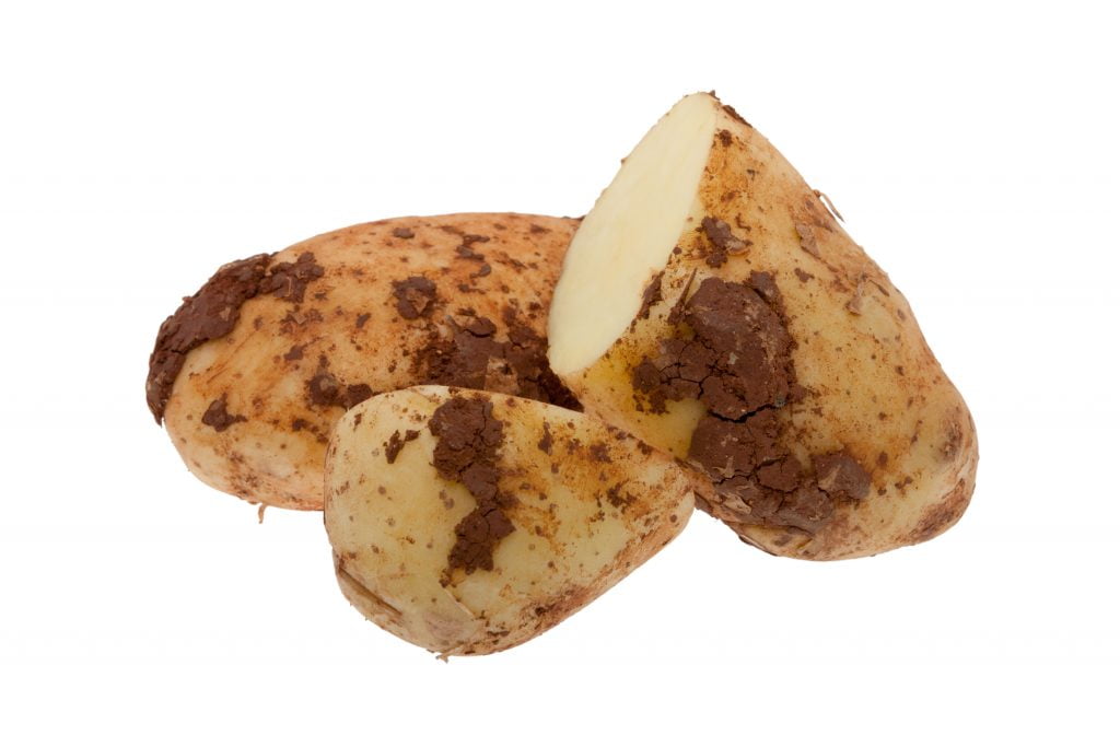 Cyprus Potato - Kirbys Store